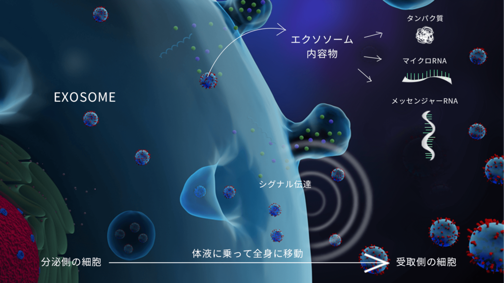 Stem Cell Exosome (MSC Exosome) – Outpatient Stem Cell Therapy and ...